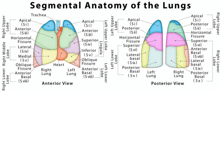 picture-of-lung-segments-anatomy – Doctor B (the PT)